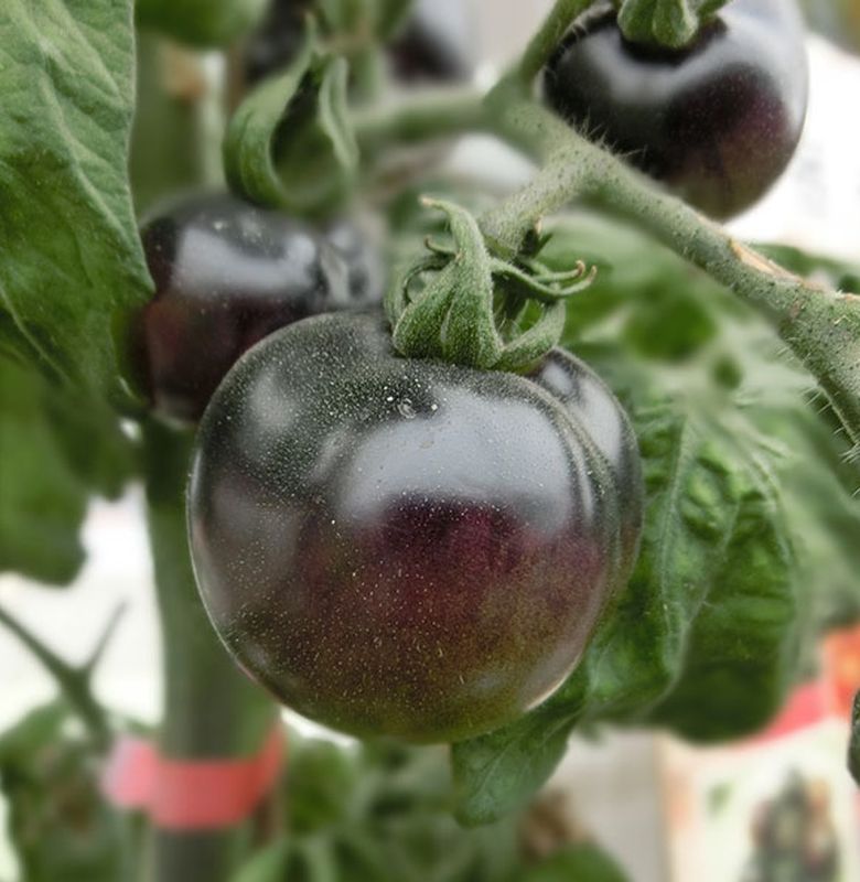 buy 1 take 1，50 seeds (not plants)VICTORY SEED Biji Buah Tomat Hitam ...