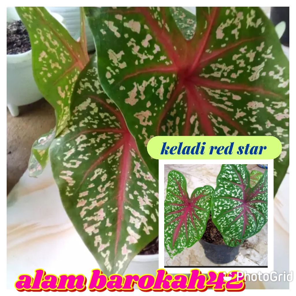 Tanaman hias keladi red star bintik merah | Lazada Indonesia