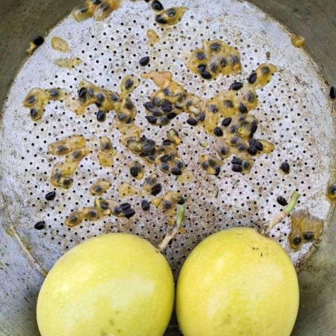 buah markisa kuning segar 500grm ready | Lazada Indonesia