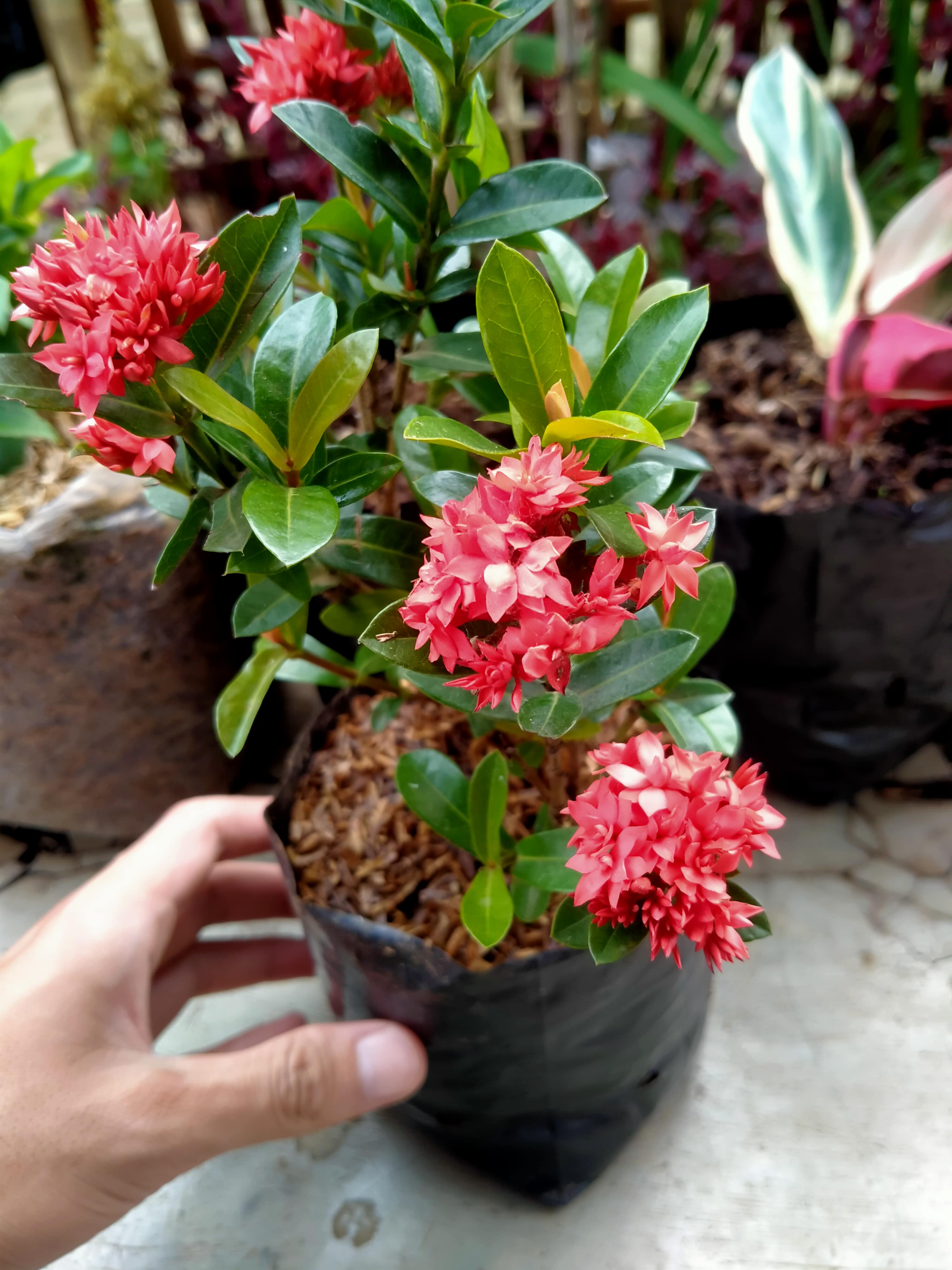 Tanaman Hias Bunga Asoka/Soka Merah | Lazada Indonesia