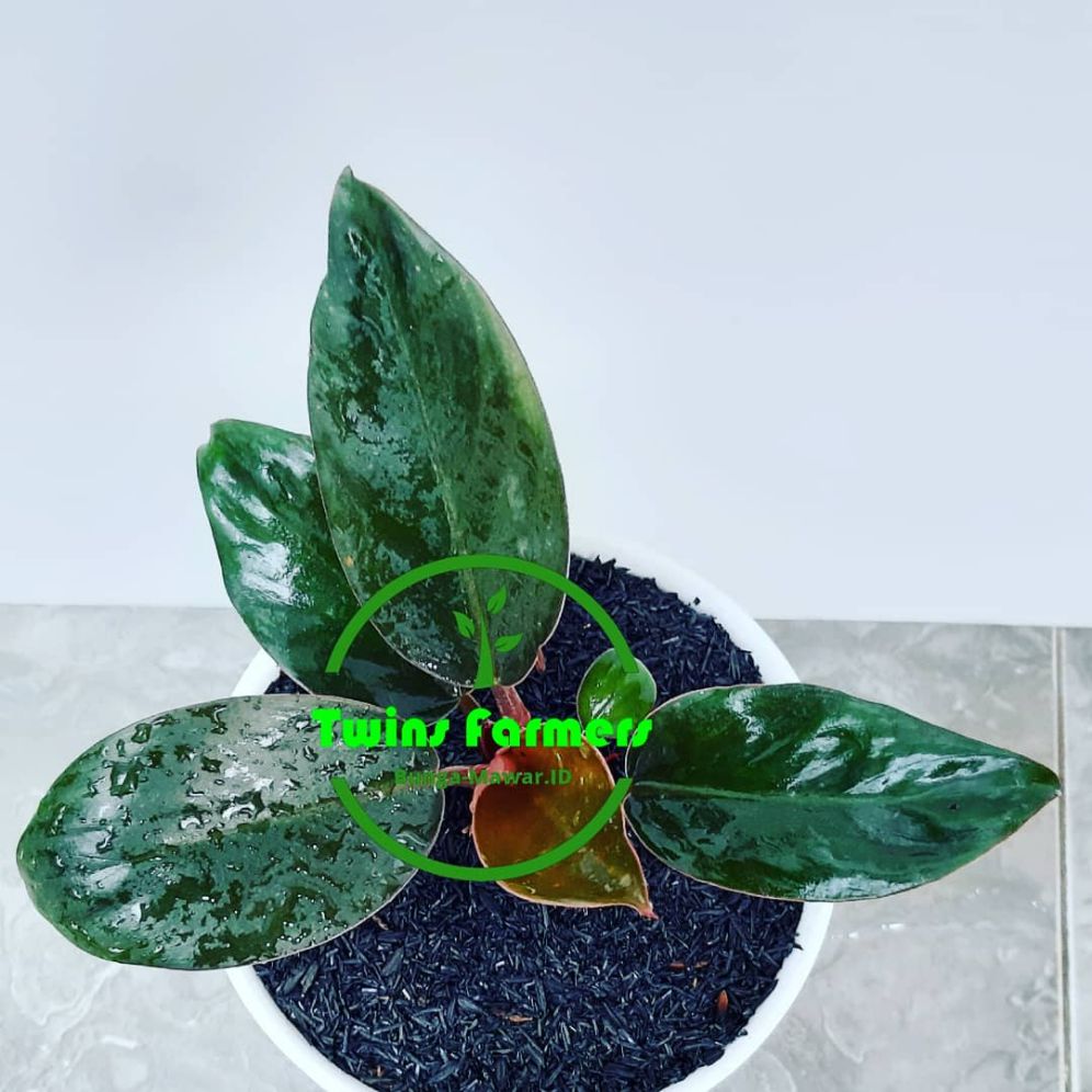 Tanaman Philo Congo / Philodendron Congo Rojo | Lazada Indonesia