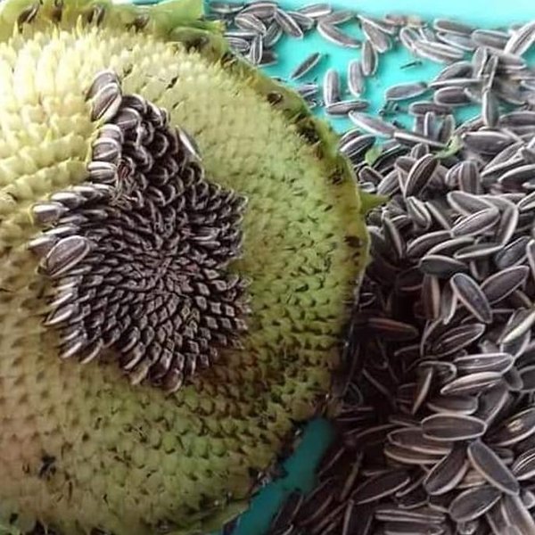 BENIH BUNGA MATAHARI SUPER 5 BIJI | Lazada Indonesia