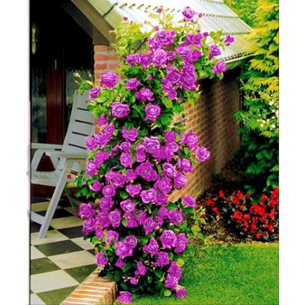 Isi 10 Biji Mawar Ungu mawar rambat -Climbing Rose Seeds/Benih/Biji ...
