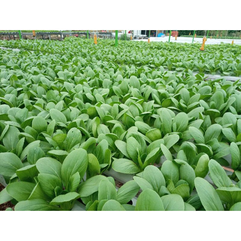 Baby Pakcoy Hidroponik 1 kg | Lazada Indonesia