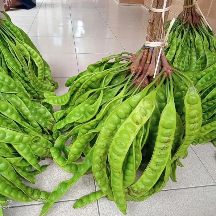 pete petai satuan fresh baru dari pohon | Lazada Indonesia