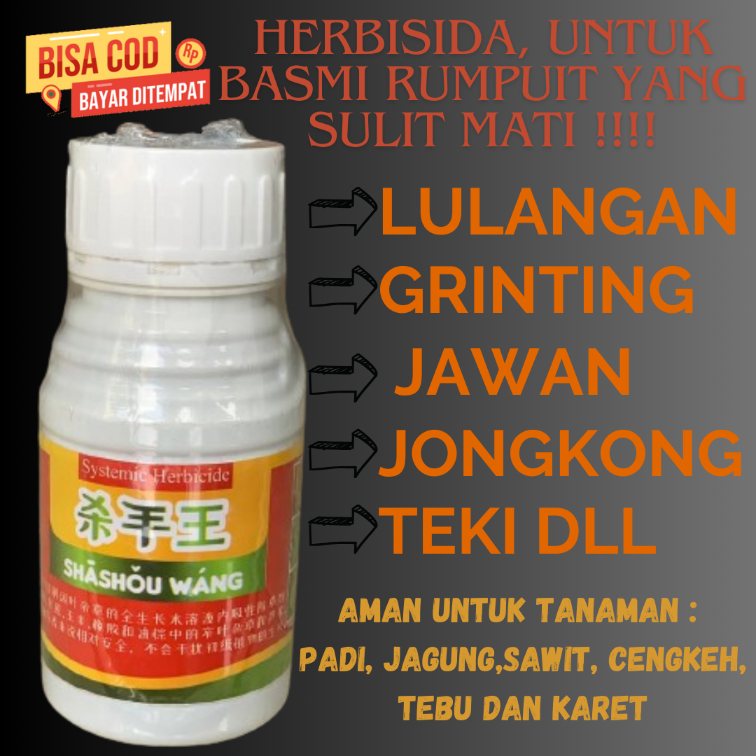herbisida aman pada tanaman Shashouwang merah ampuh basmi rumput ...
