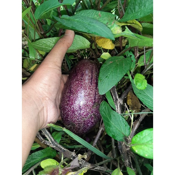 VIRALL Bibit Pepino, Tanaman Pepino, Buah Melodi SUPER QUALITY | Lazada ...