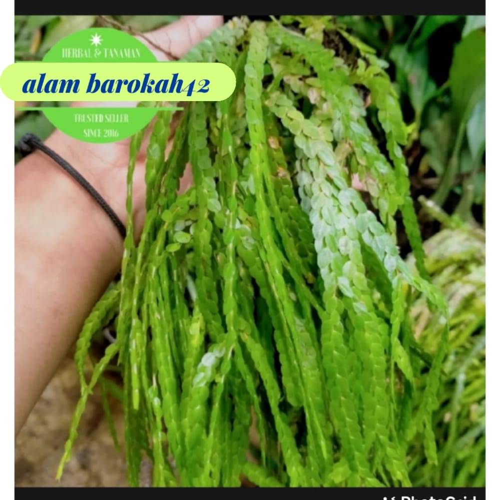 Tanaman hias kumpai/rumpai sisit murah | Lazada Indonesia