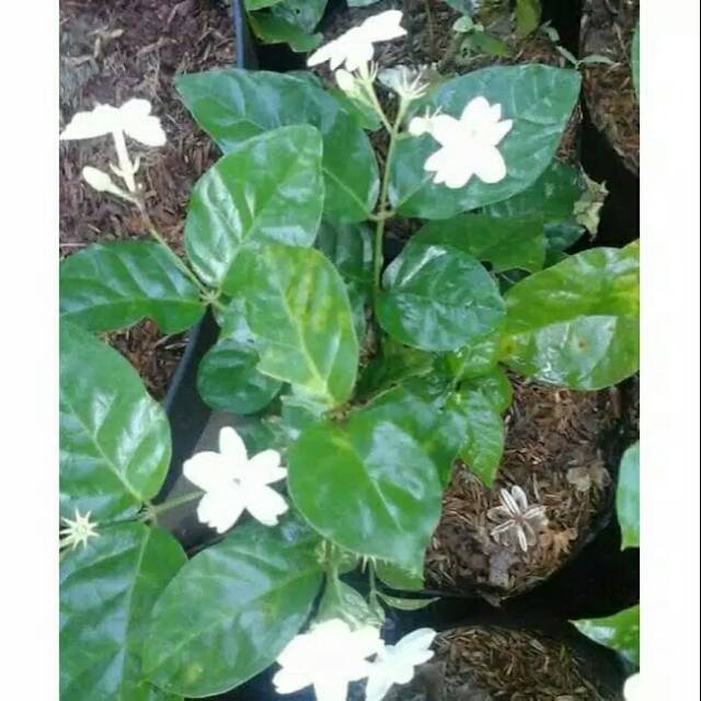 tanaman melati wangi melati jawa | Lazada Indonesia