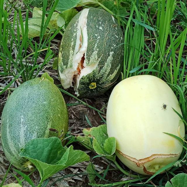 TIMUN SURI PUTIH ISI [-/+18] BENIH SAYURAN REPACK | Lazada Indonesia