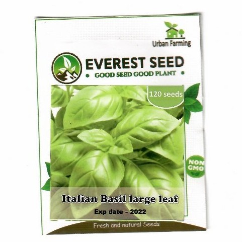 isi 120 Benih Biji italian Basil Large Leaf - Kemasan Original Everest ...