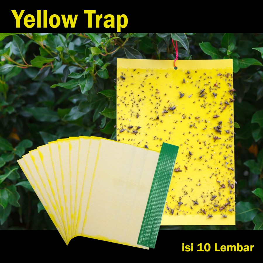 Yellow Trap Perangkap Hama Lem Kuning perangkap hama isi 10 Lembar ...