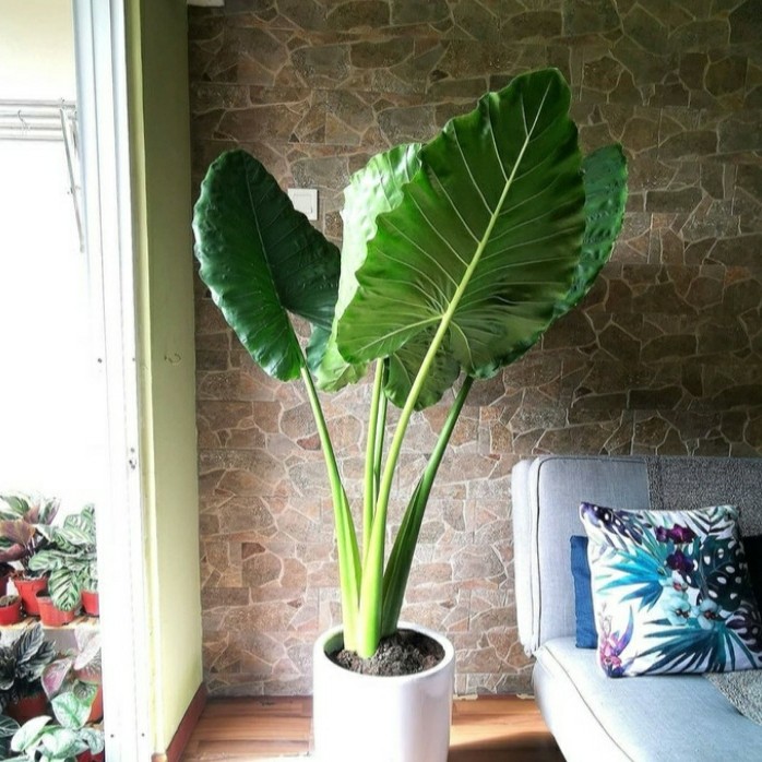 Tanaman Hias Daun Sente Besar// Daun sente super | Lazada Indonesia