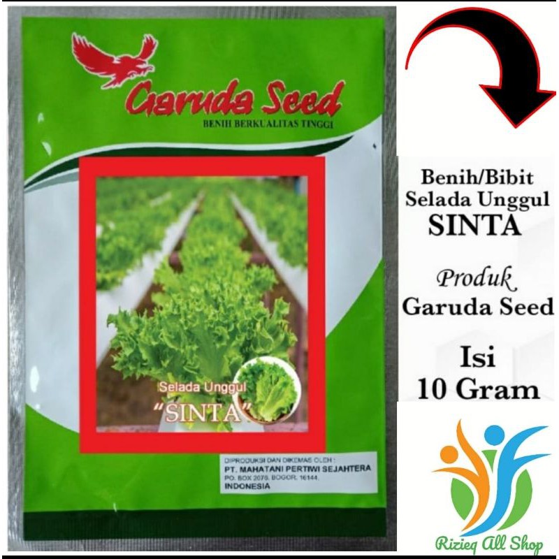 Benih Bibit SELADA unggul SINTA isi 10 Gr Benih Selada Air Produk ...