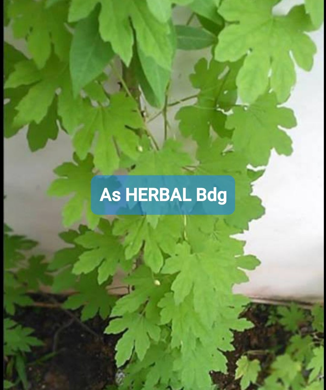 Daun pare hutan atau paria hutan segar 500 gram | Lazada Indonesia