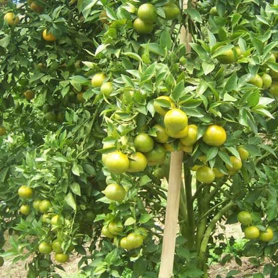 Pohon Jeruk Siam Madu Super Bibit Jeruk Siam Madu | Lazada Indonesia