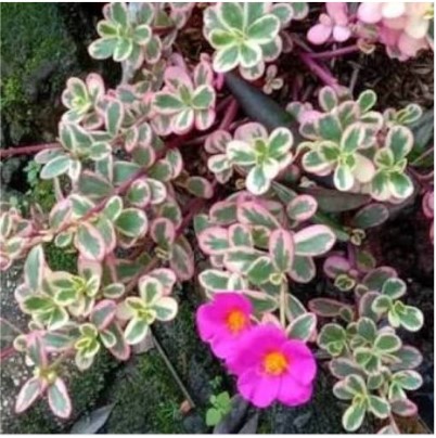 Portulaca parigata/krokot parigata/tanaman hias murah | Lazada Indonesia