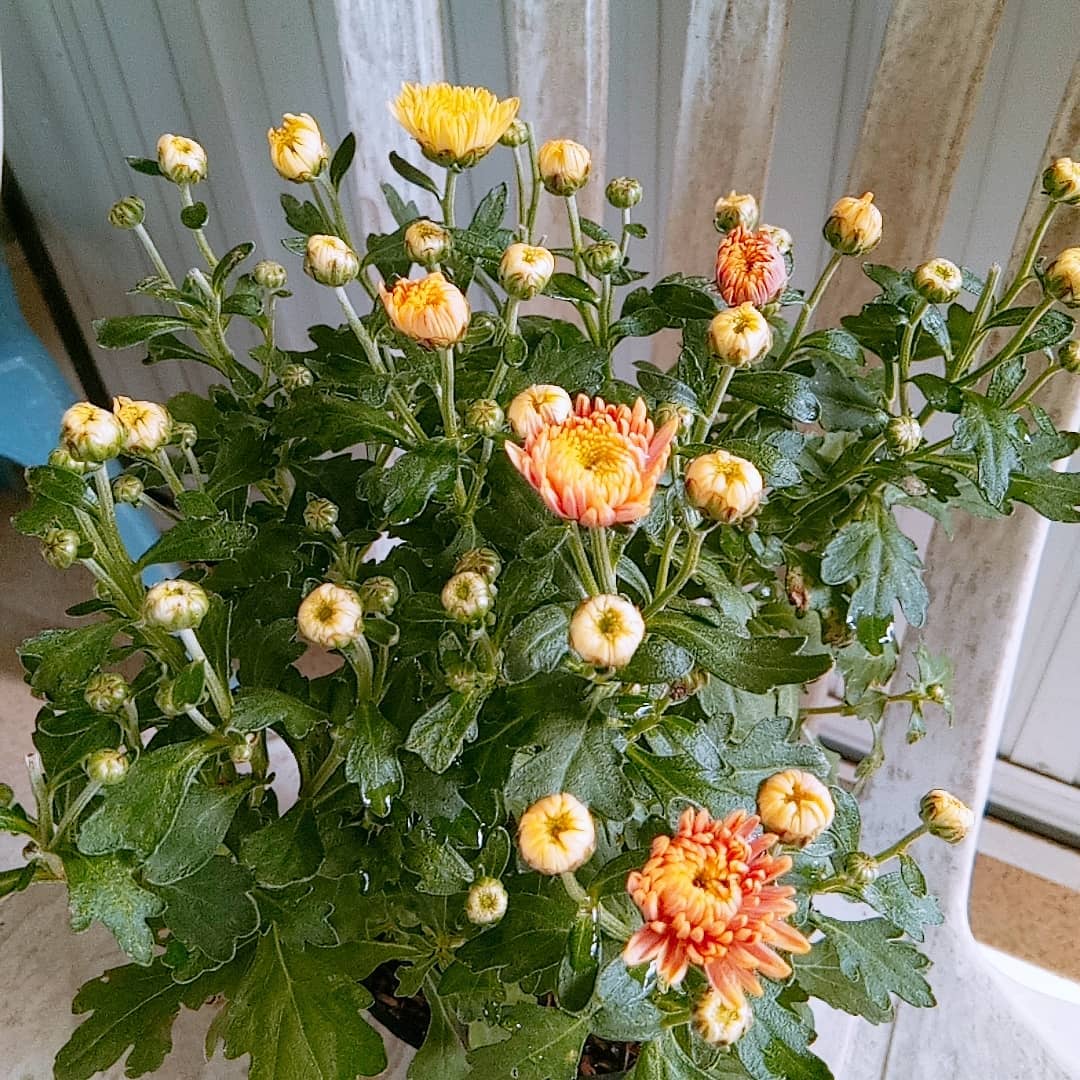 TANAMAN HIAS BUNGA SERUNI KRISAN ASTER GRADE A PILIH WARNA | SUDAH ...