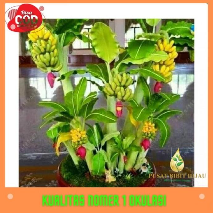 TERBARU Tanaman Bibit Buah Pisang mini Bonsai cepat berbuah SUPER ...