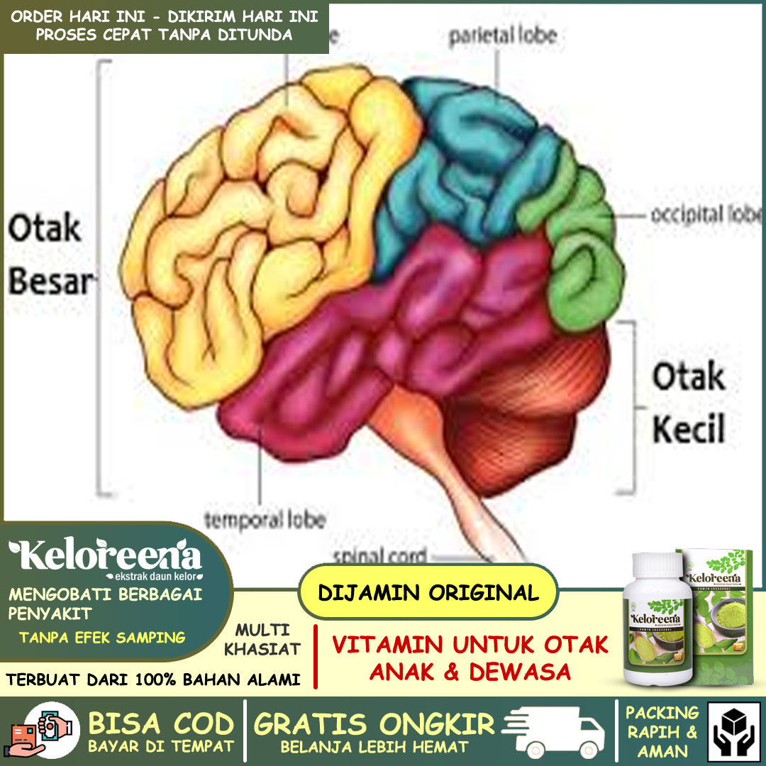 Vitamin Otak Untuk Orang Dewasa Dan Anak Biar Pintar Brain Nutrition ...