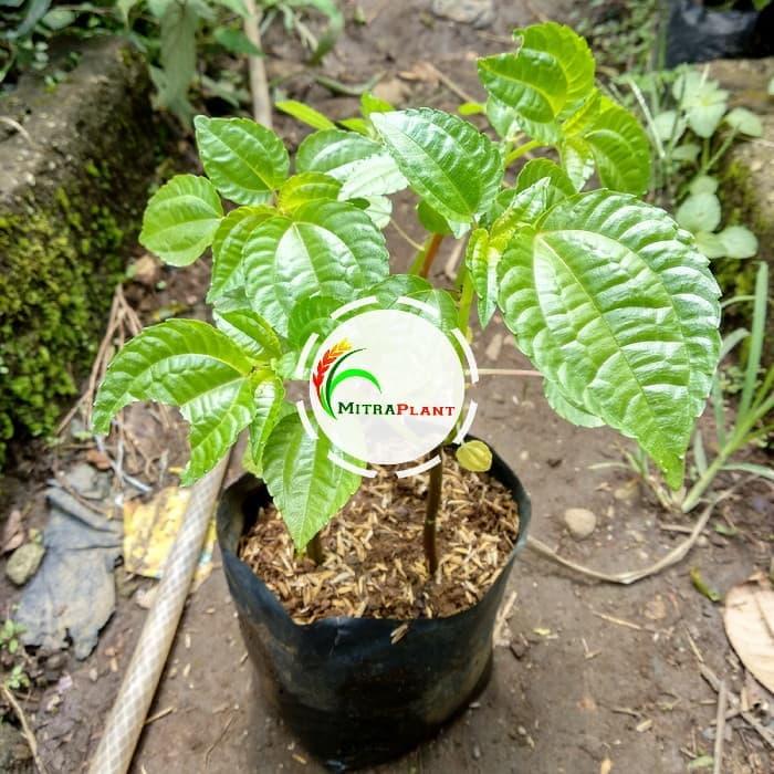 Bibit Tanaman Pohpohan - Pohon Daun Pohpohan - Tanaman Herbal | Lazada ...