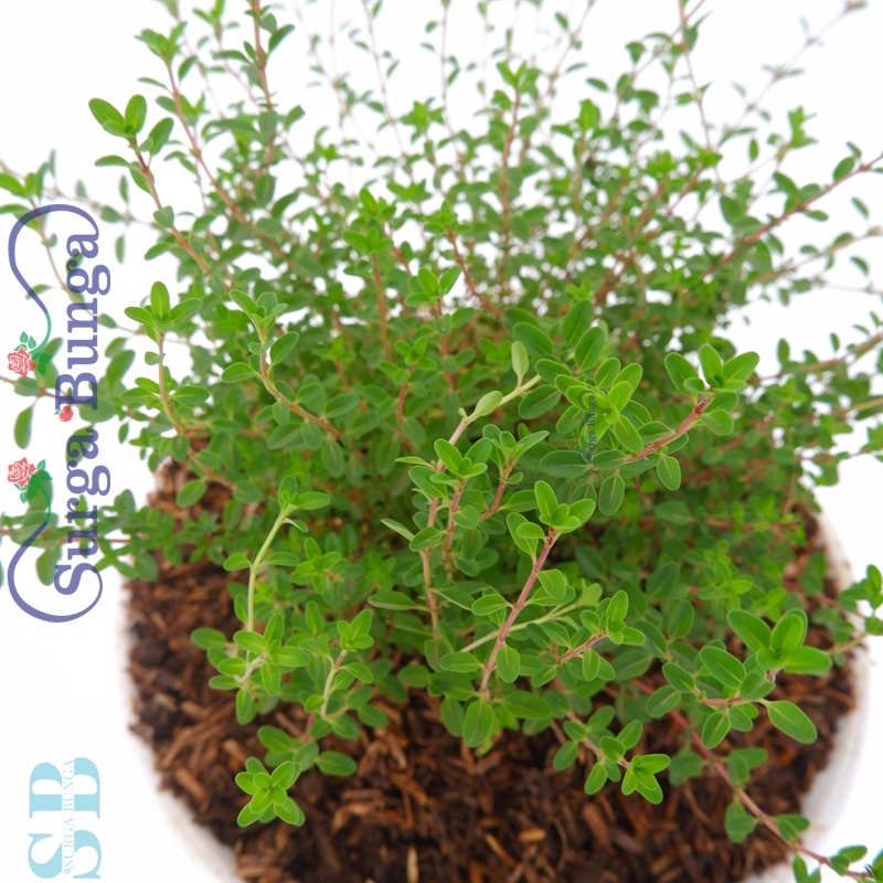 Tanaman Obat Thyme Time pohon Herbal | Lazada Indonesia