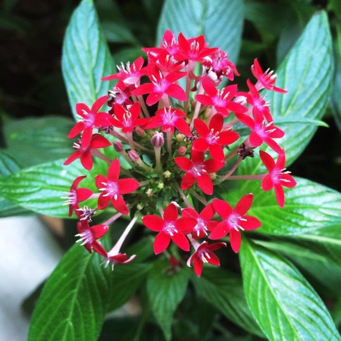 Tanaman hias pentas merah/bintang mesir | Lazada Indonesia