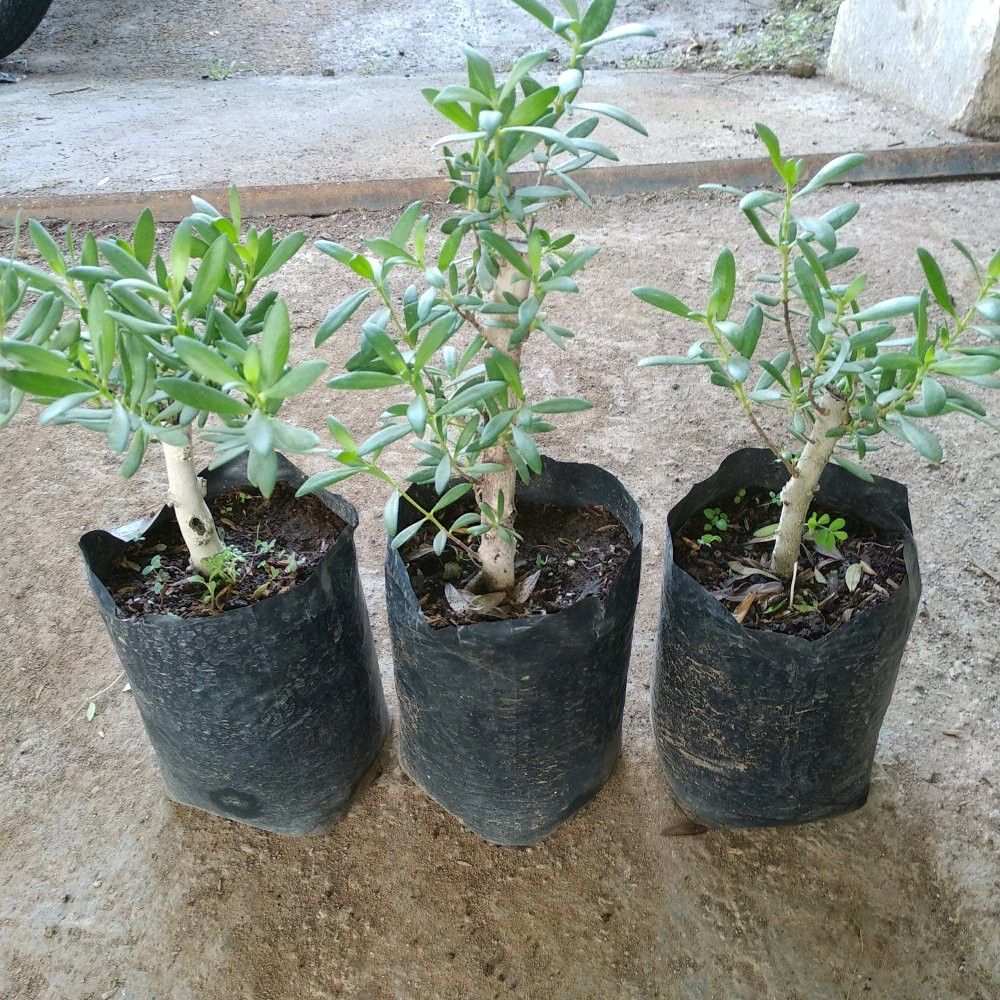 tanaman kayu santigi | Lazada Indonesia