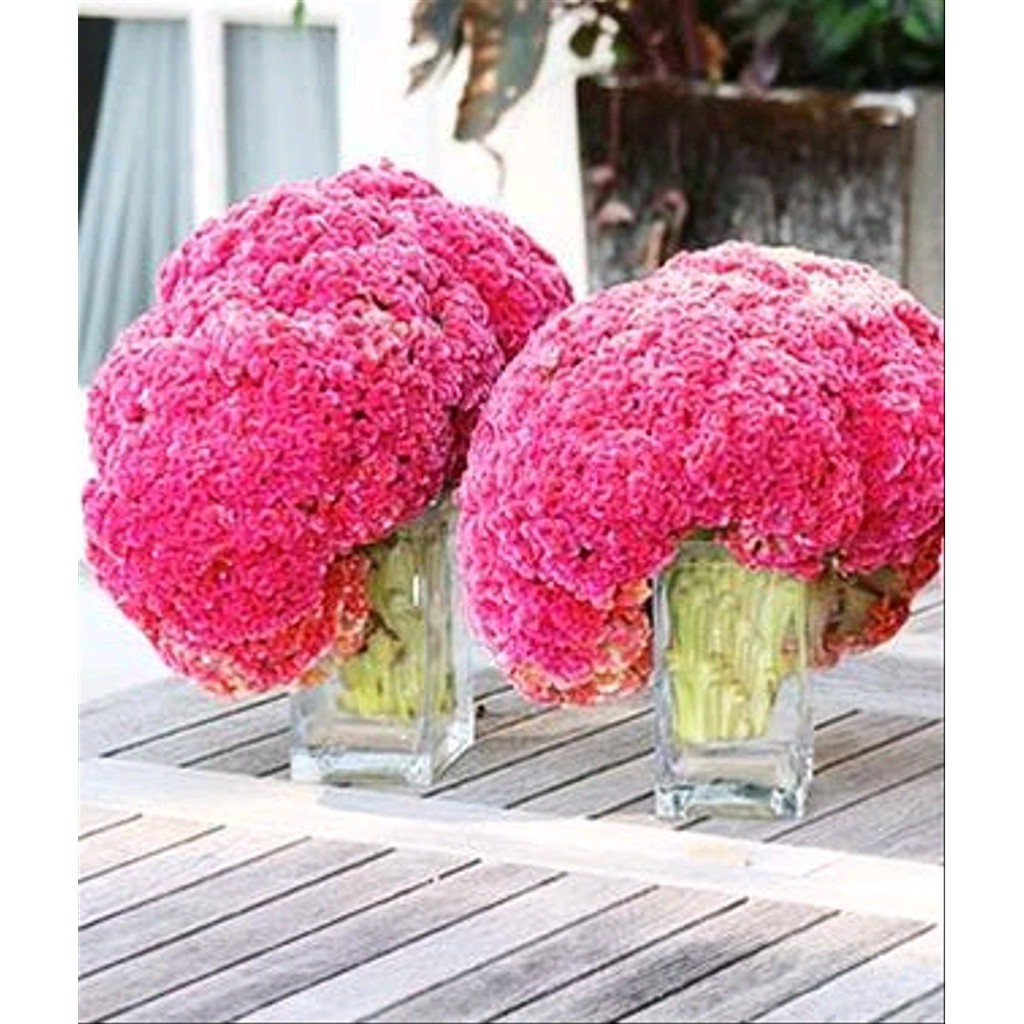 10 Benih Bunga Celosia King Coral | Lazada Indonesia