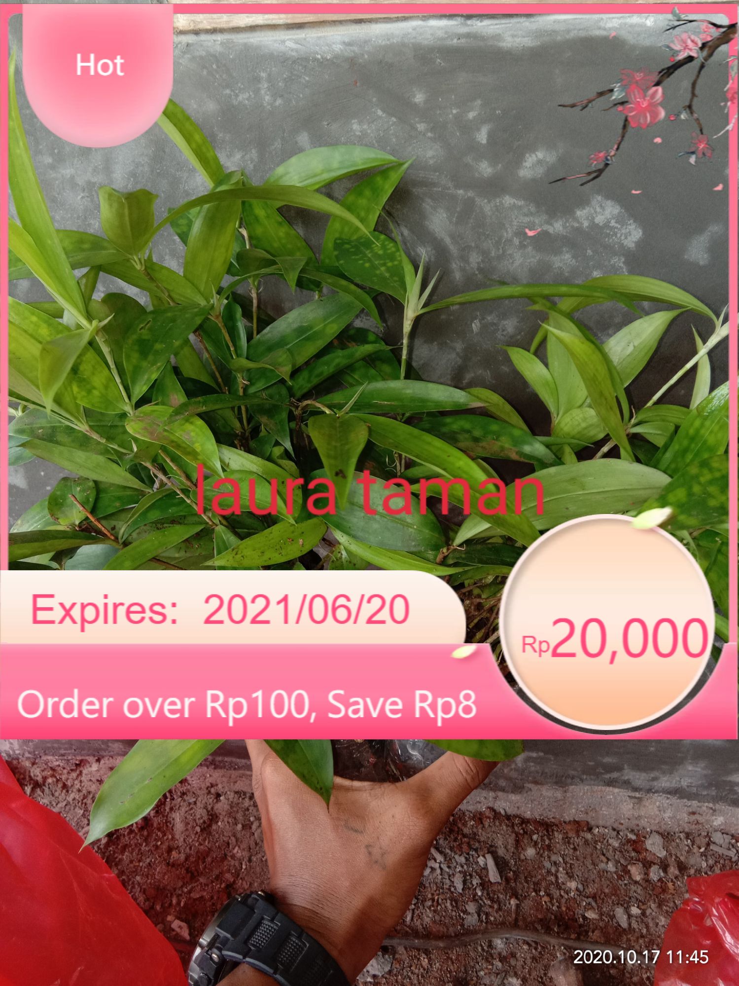 tanaman hias bambu hoki atau brazena hijau | Lazada Indonesia