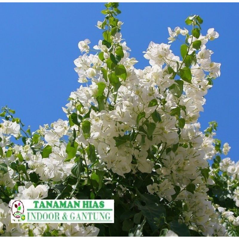 TANAMAN HIAS BUGENVIL BUNGA KERTAS// PUTIH | Lazada Indonesia
