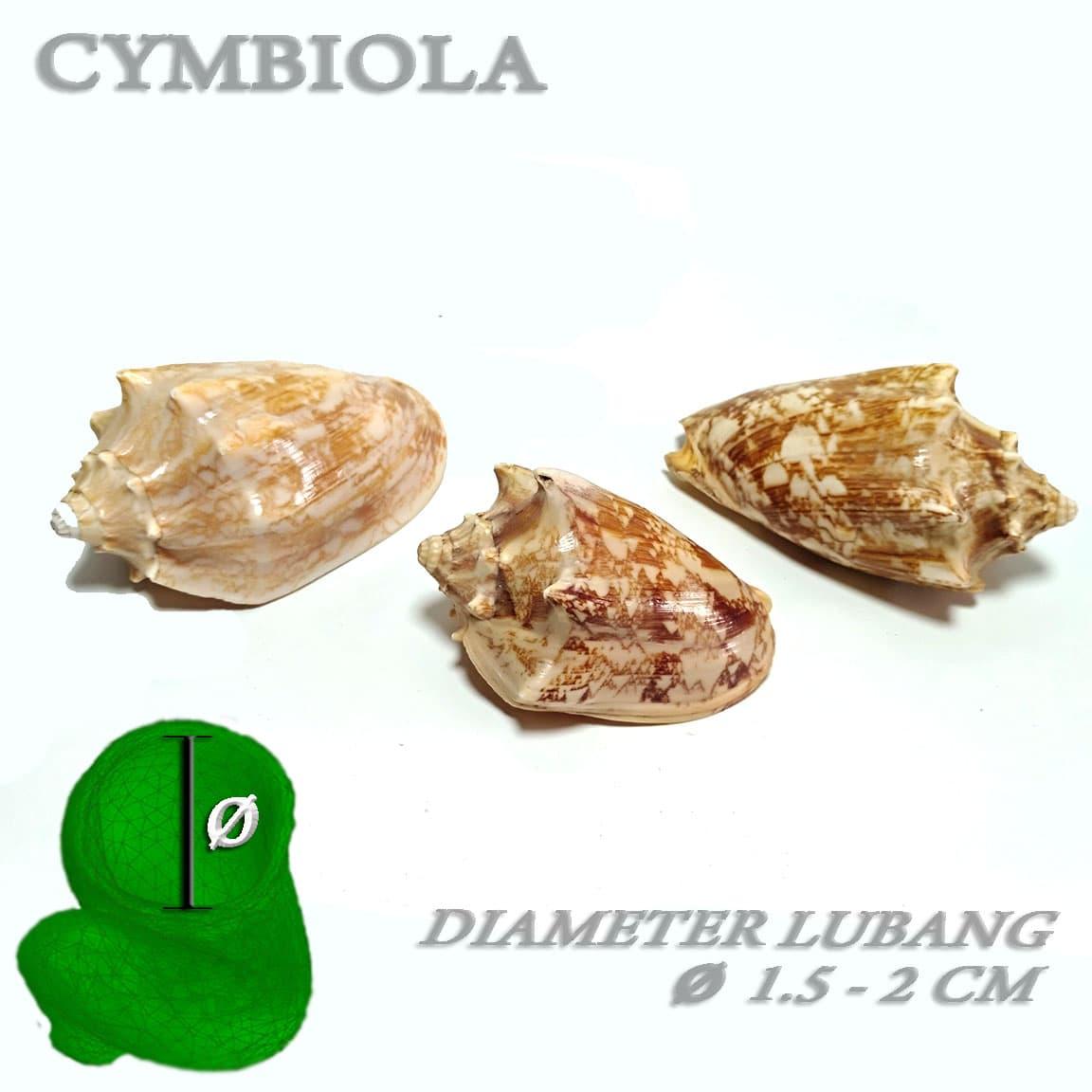 CYMBIOLA shell cangkang rumah kelomang umang umang pompongan ...