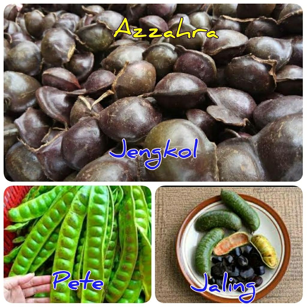 Bibit jengkol jaling dan pete | Lazada Indonesia