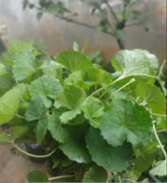 Daun antanan segar / tangkai & daun pegagan segar | Lazada Indonesia