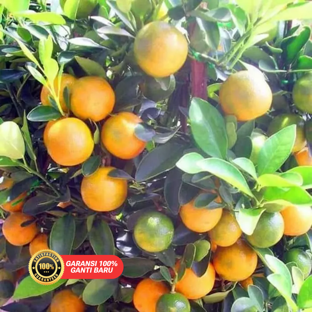 Pohon Jeruk Sweety honey | Lazada Indonesia