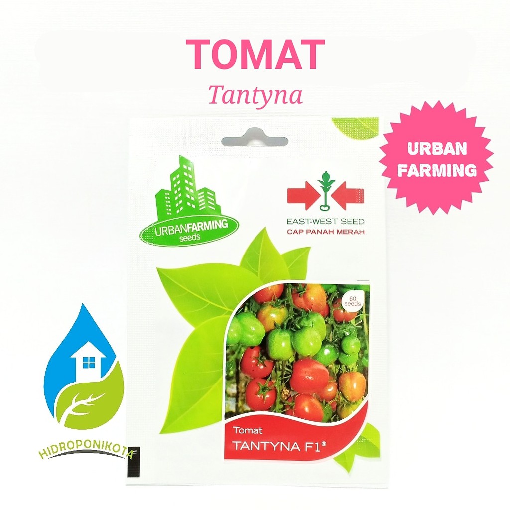 tomat tymoty - tomat tantyna - tomat servo urban farming | Lazada Indonesia