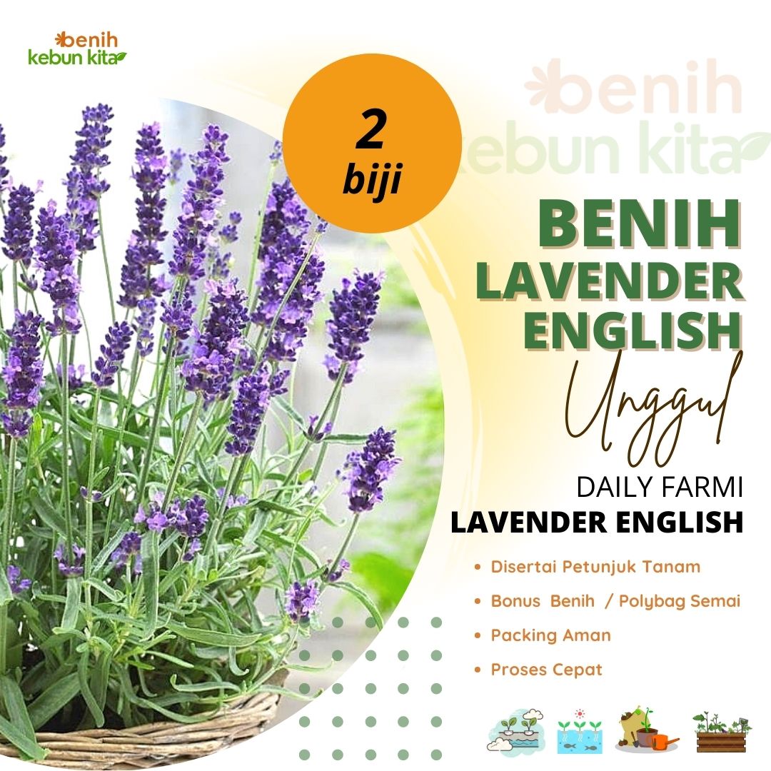 Benih Unggul Biji Bibit Bunga Lavender English REPACK | Lazada Indonesia