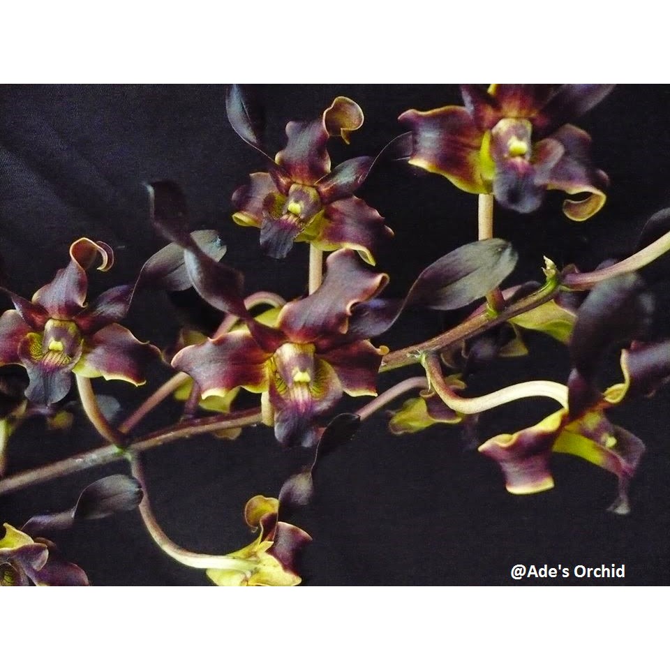 anggrek dendrobium black mamba remaja | Lazada Indonesia