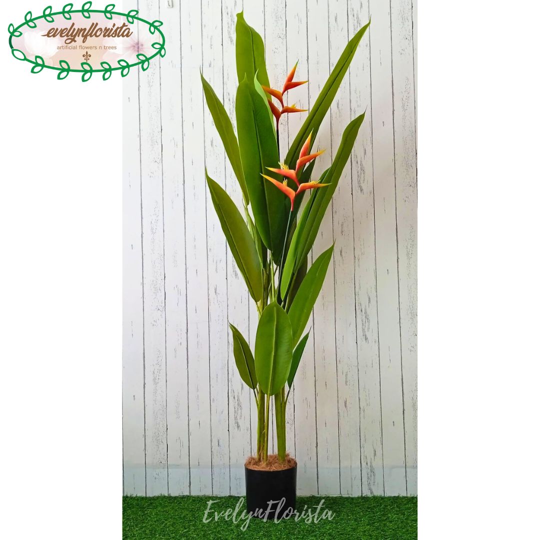 Pohon Hias Daun Pisangan Heliconia Bunga Bird Of Paradise T165 Latex ...