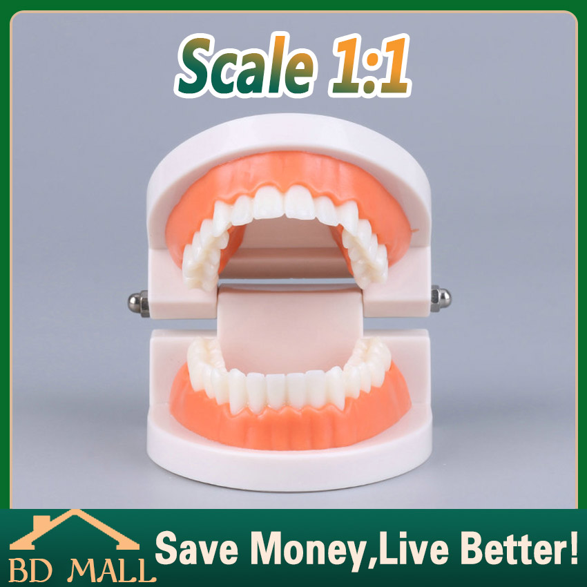 model gigi patung gigi Model Studi Gigi Model Peraga Gigi Phantom Gigi ...