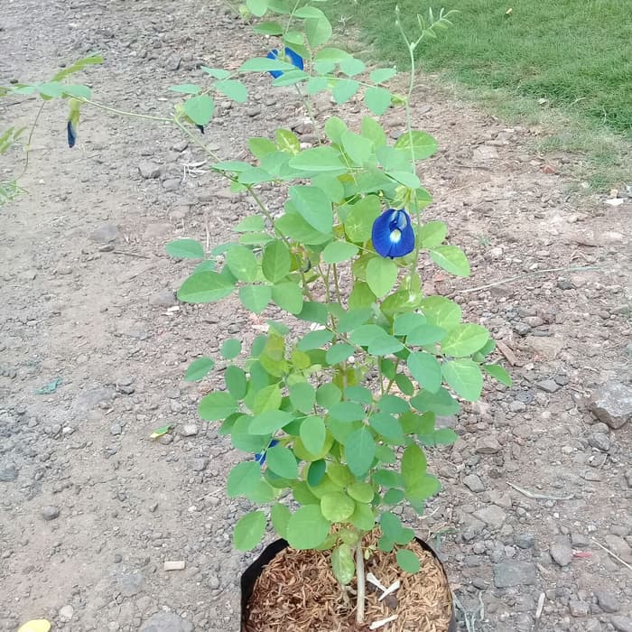 Tanaman bunga telang / tanaman herbal bunga telang | Lazada Indonesia