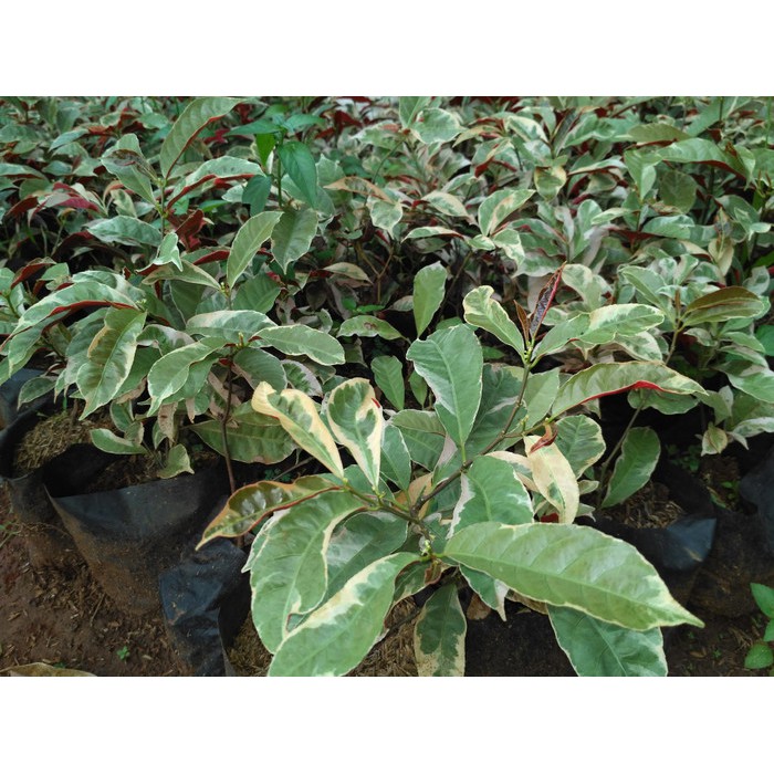 readystok Tanaman Sambang Darah, Tanaman Sambang Dara, Tanaman Hias ...