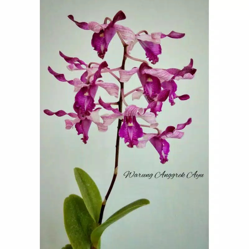 Anggrek dendro bumi menangis remaja | Lazada Indonesia