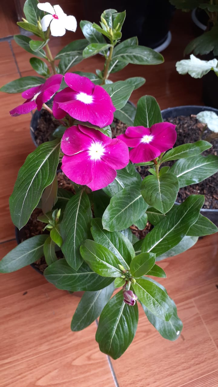 Tanaman hias bunga vinca tegak vinca tapak dara | Lazada Indonesia