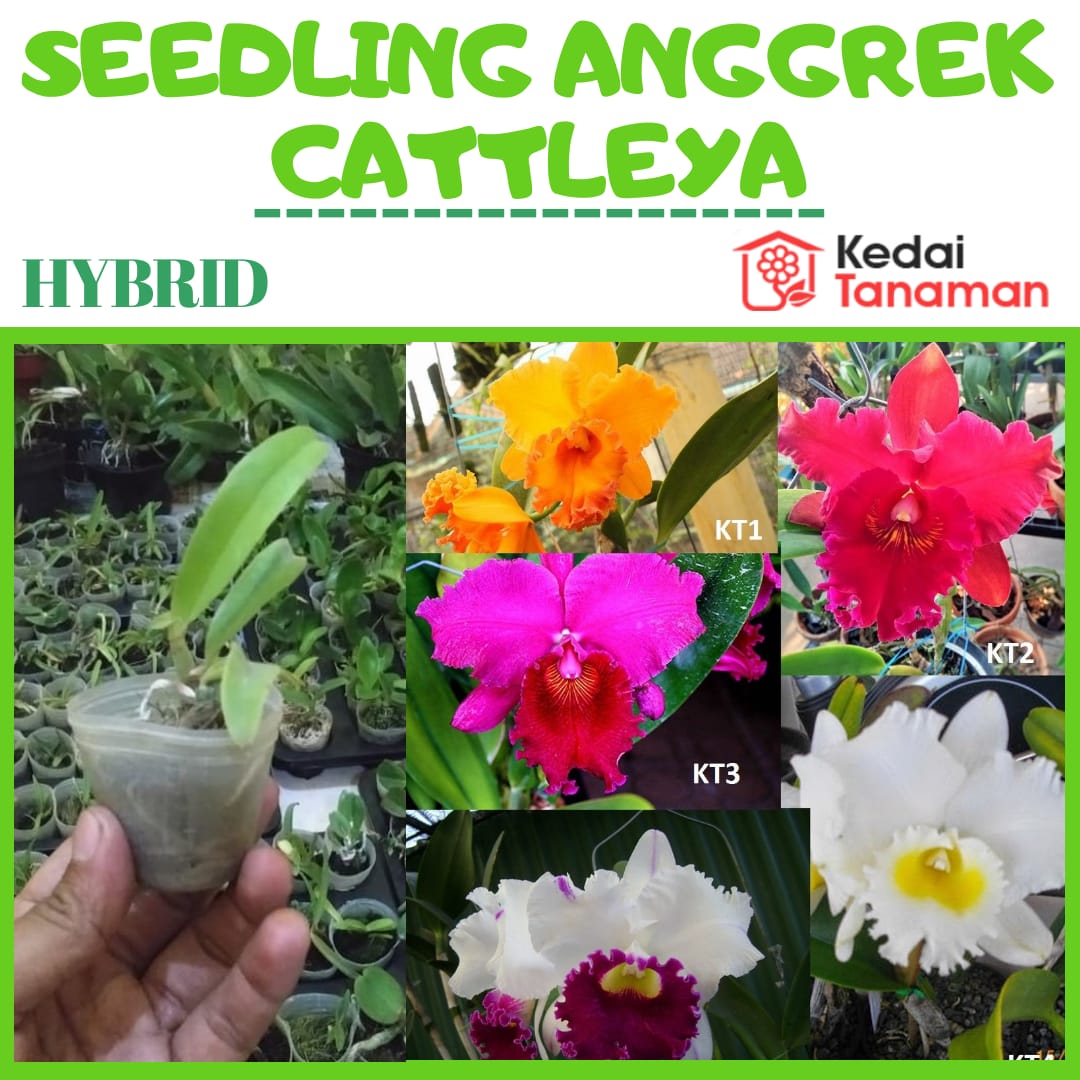 Seedling Anggrek Cattleya Hybrid Bunga Besar | Lazada Indonesia