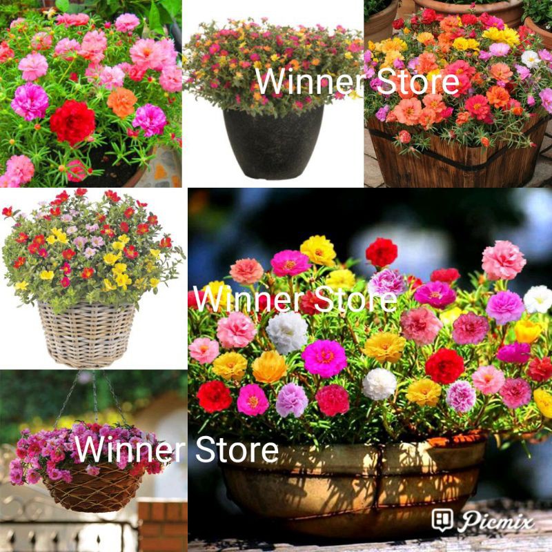 60 portulaka dwarf double portulaca grandiflora maryam mawar tanah alur ...