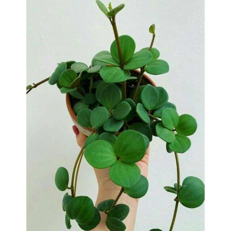 Tanaman hias gantung peperomia hope ( Hoya coin ) | Lazada Indonesia