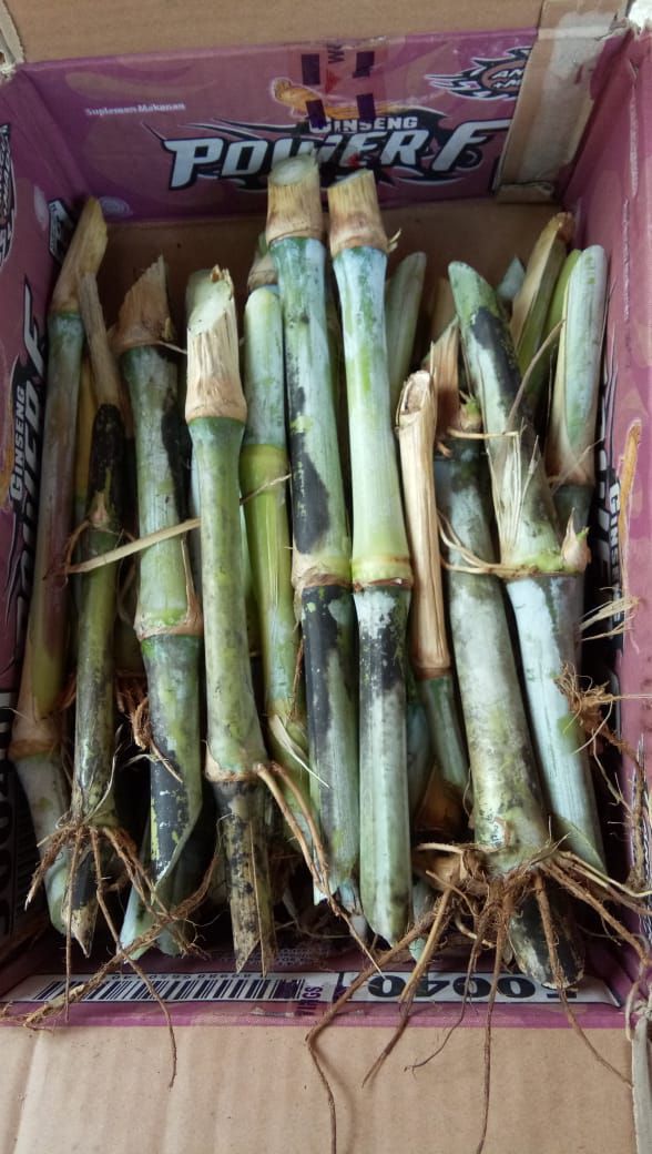 Rumput pakcong 1 kg | Lazada Indonesia