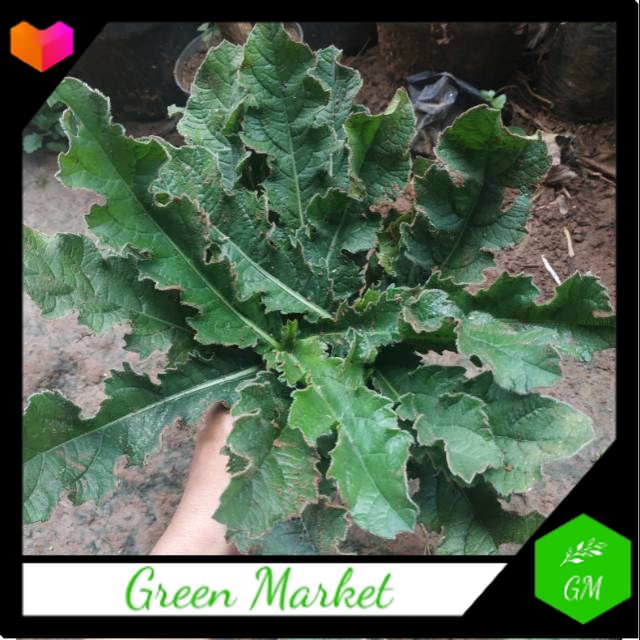 Bibit tapak liman / tanaman tapak Liman / daun tapak liman | Lazada ...