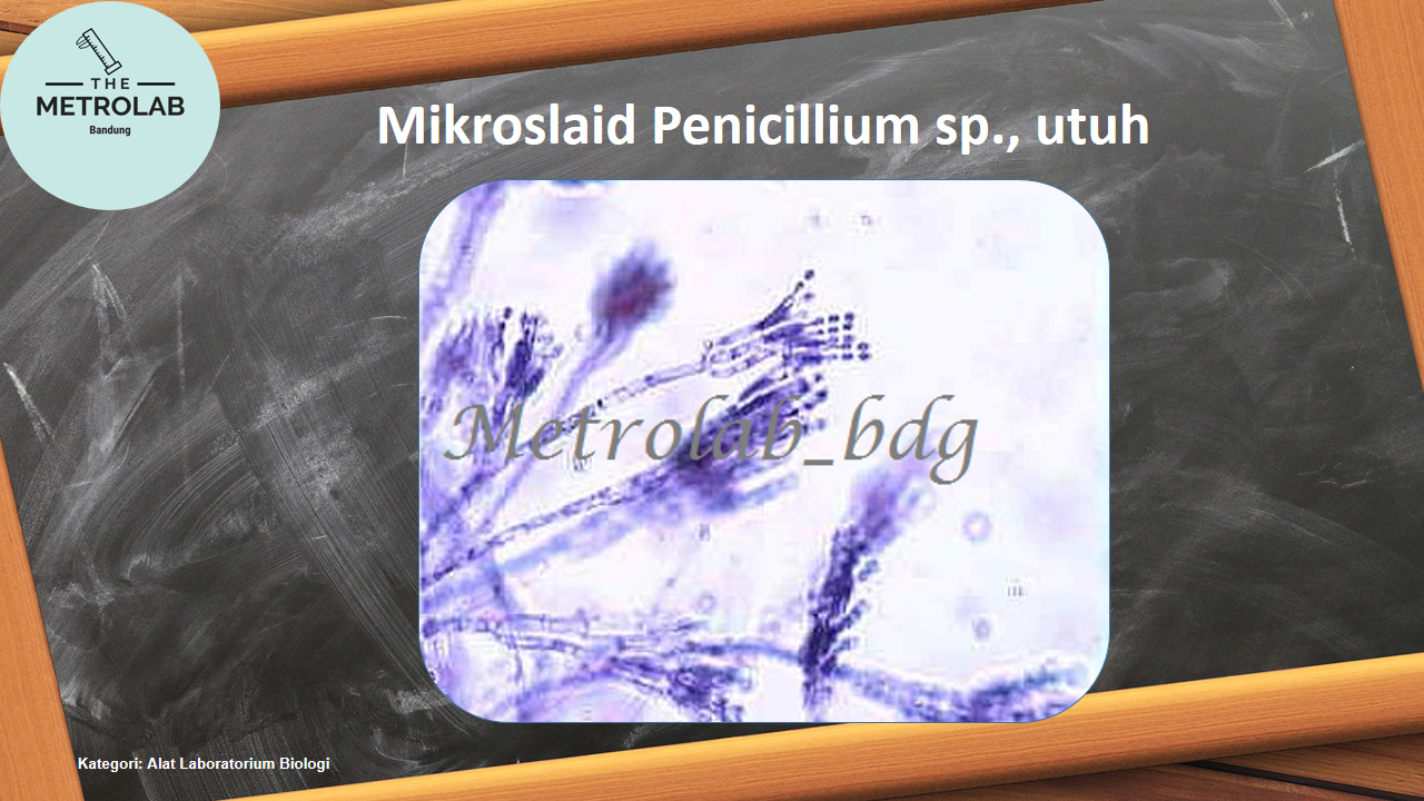 Mikroslaid Penicillium sp., utuh | Preparat Biologi | Lazada Indonesia